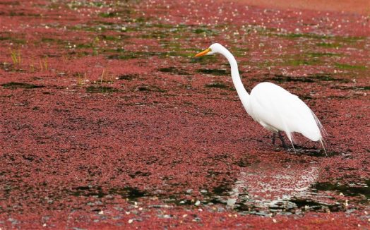Garza | Características, hábitat, alimentación, reproducción, distribución