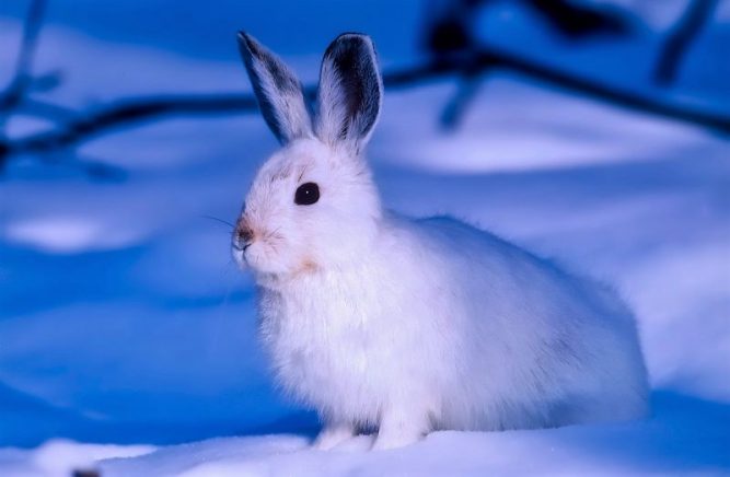 La liebre | Características, hábitat, qué come