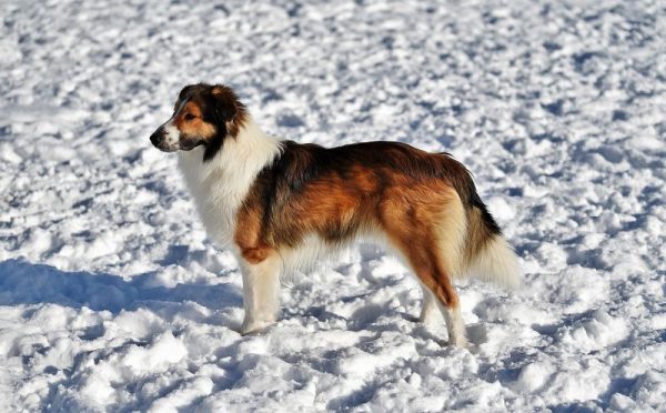 Pastor inglés | Características, alimentación, reproducción ...