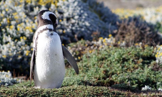 Pingüino De Magallanes Características Alimentación Reproducción