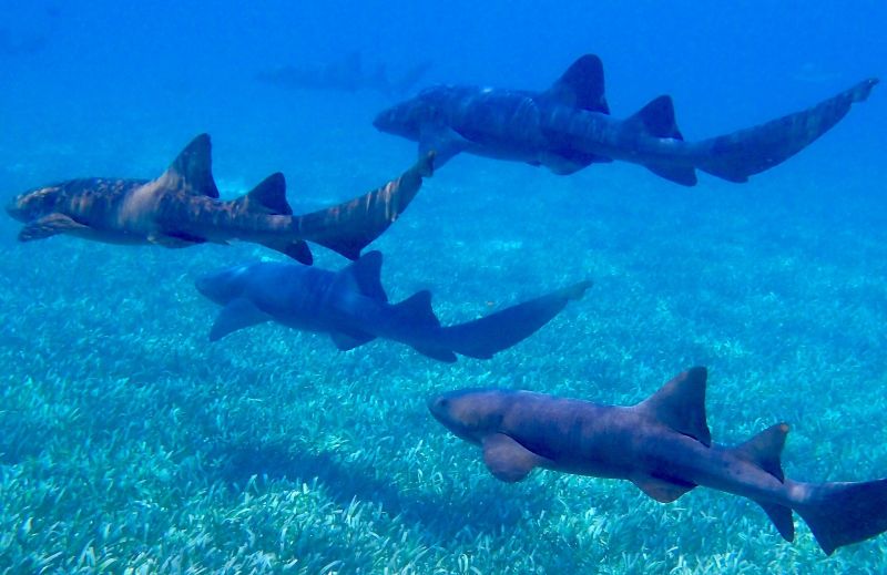 Tiburón gato | Características, hábitat, alimentación, reproducción ...