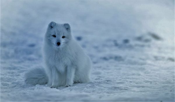 Zorro ártico | Características, alimentación, reproducción, hábitat ...